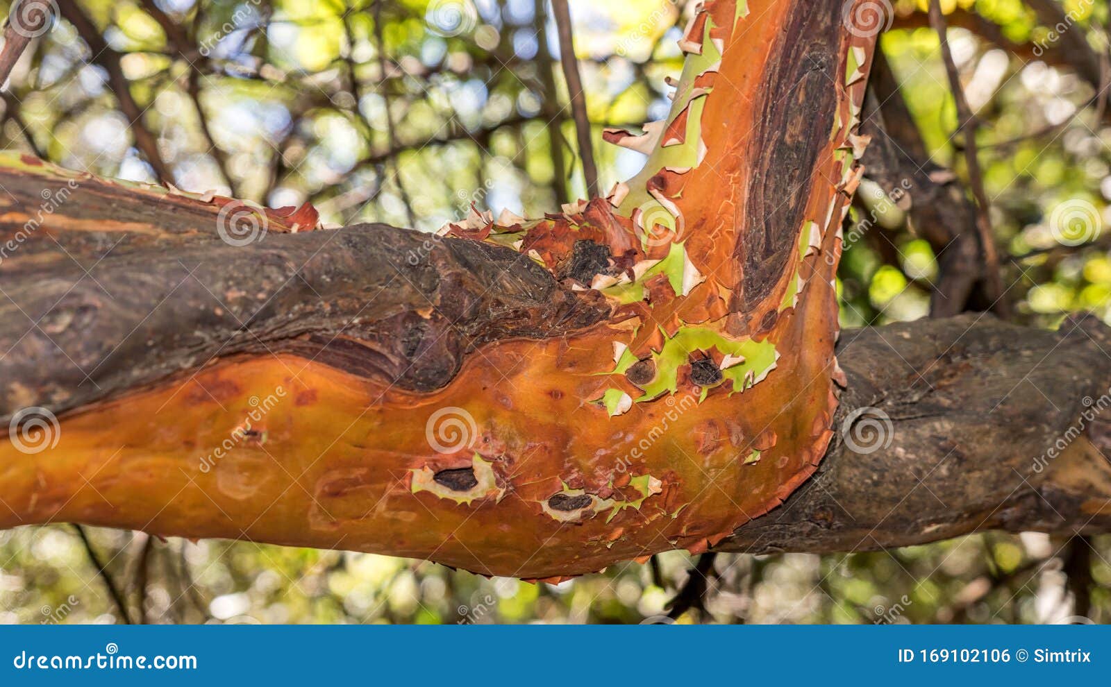 Curved, Red Trunks of Strawberry Tree in Cyprus Stock Photo - Image of ...