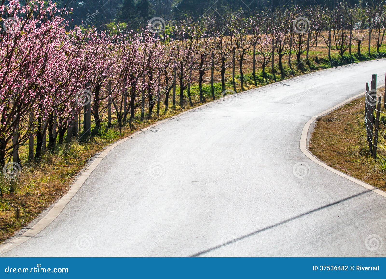 Curved Road with Cherry Blossom or Sakura Stock Photo - Image of ...