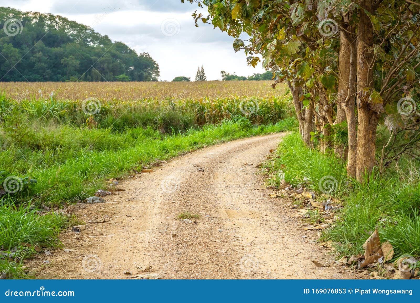 Curved Road Dirt Road To the Farm Stock Image - Image of meadow, india ...