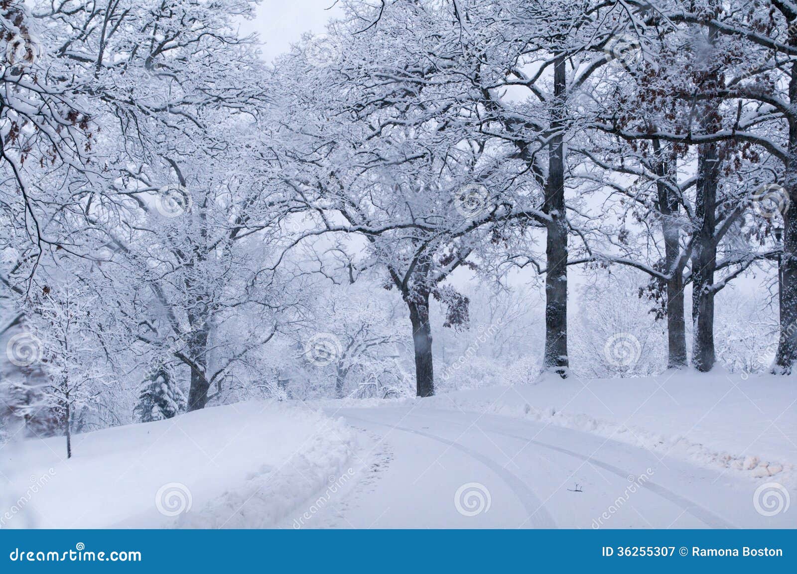 Curved Road, Falling Snow in Park. Stock Image - Image of december ...