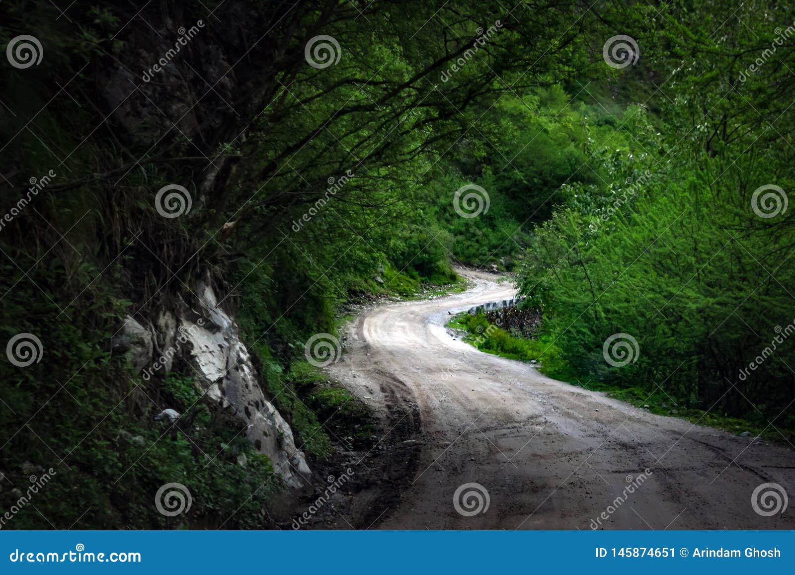 Curved Road Pathway in the Forest in Light and Shadows Stock Image ...