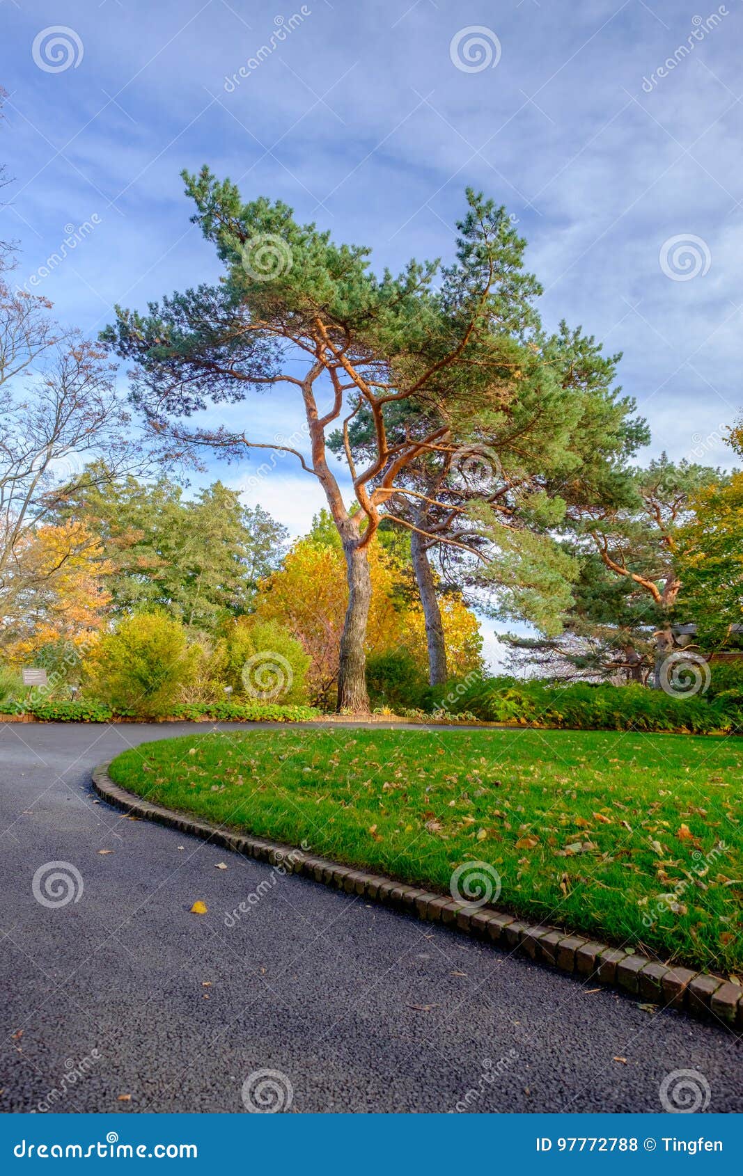 Curved road tree stock photo. Image of curved, park, blue - 97772788