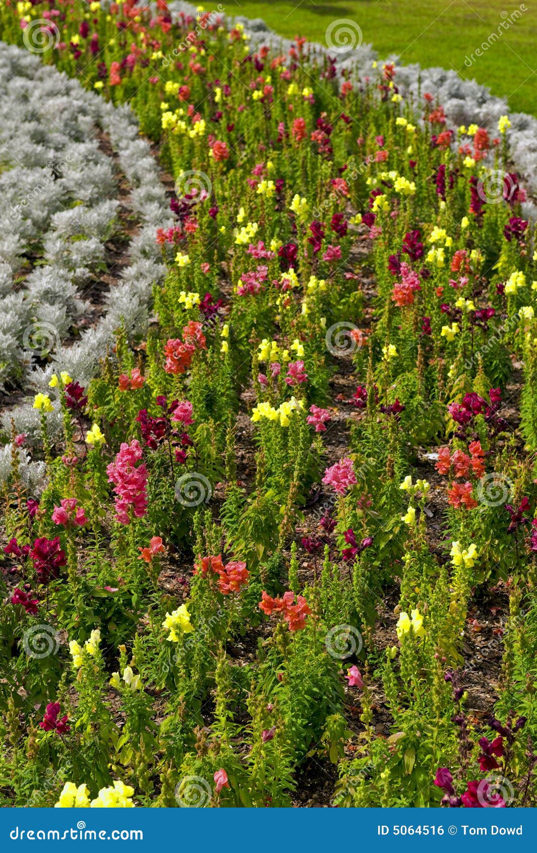 Curved row of flowers stock photo. Image of colors, summer - 5064516