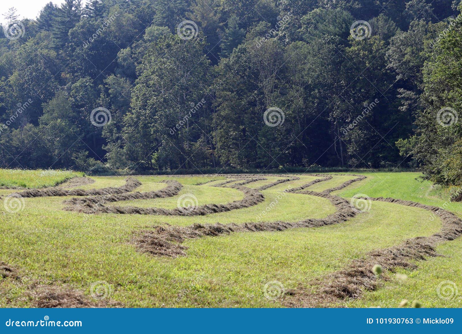 Curved rows of hay stock image. Image of farming, green - 101930763