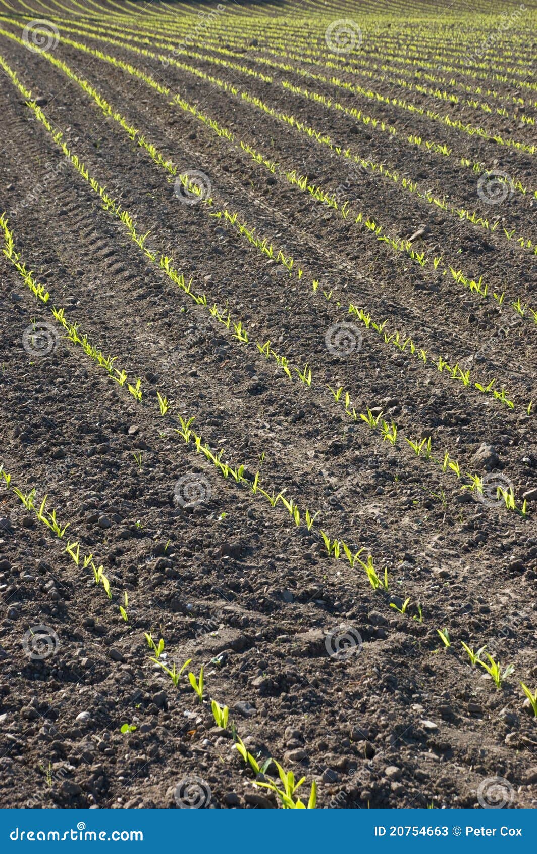 Curved Rows of Spring Corn stock image. Image of nature - 20754663