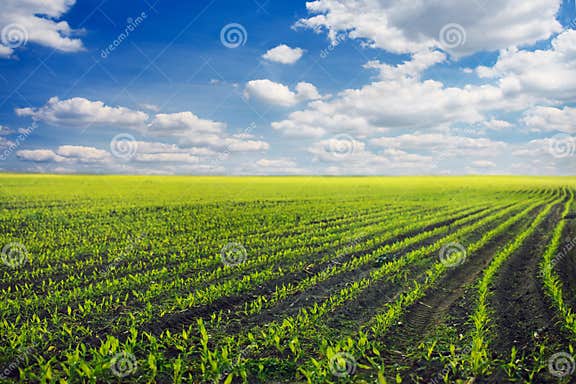Curved Rows of Spring Corn stock image. Image of horizon - 30943191