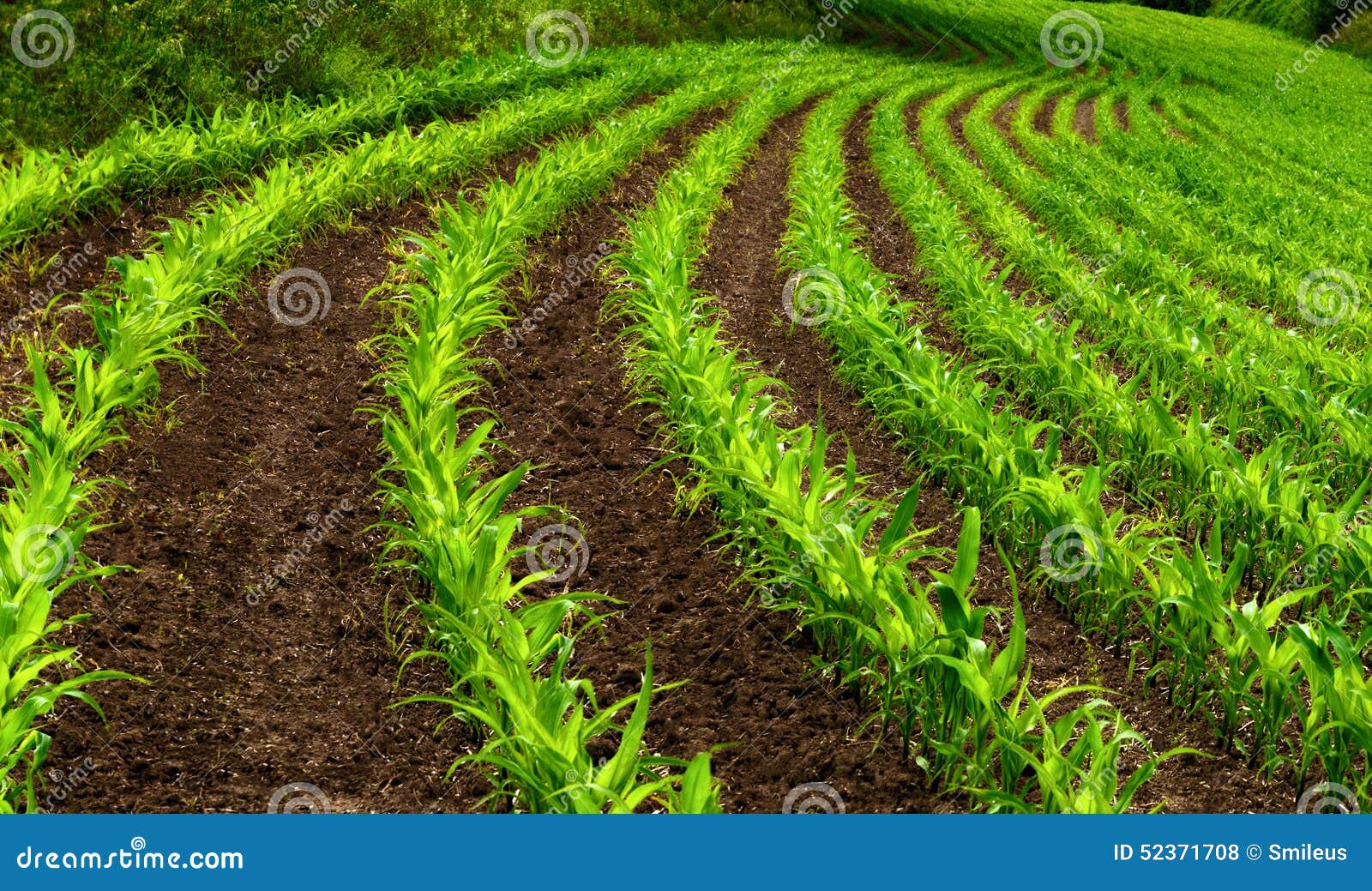 Curved Rows of Young Corn Plants Stock Photo - Image of agriculture ...