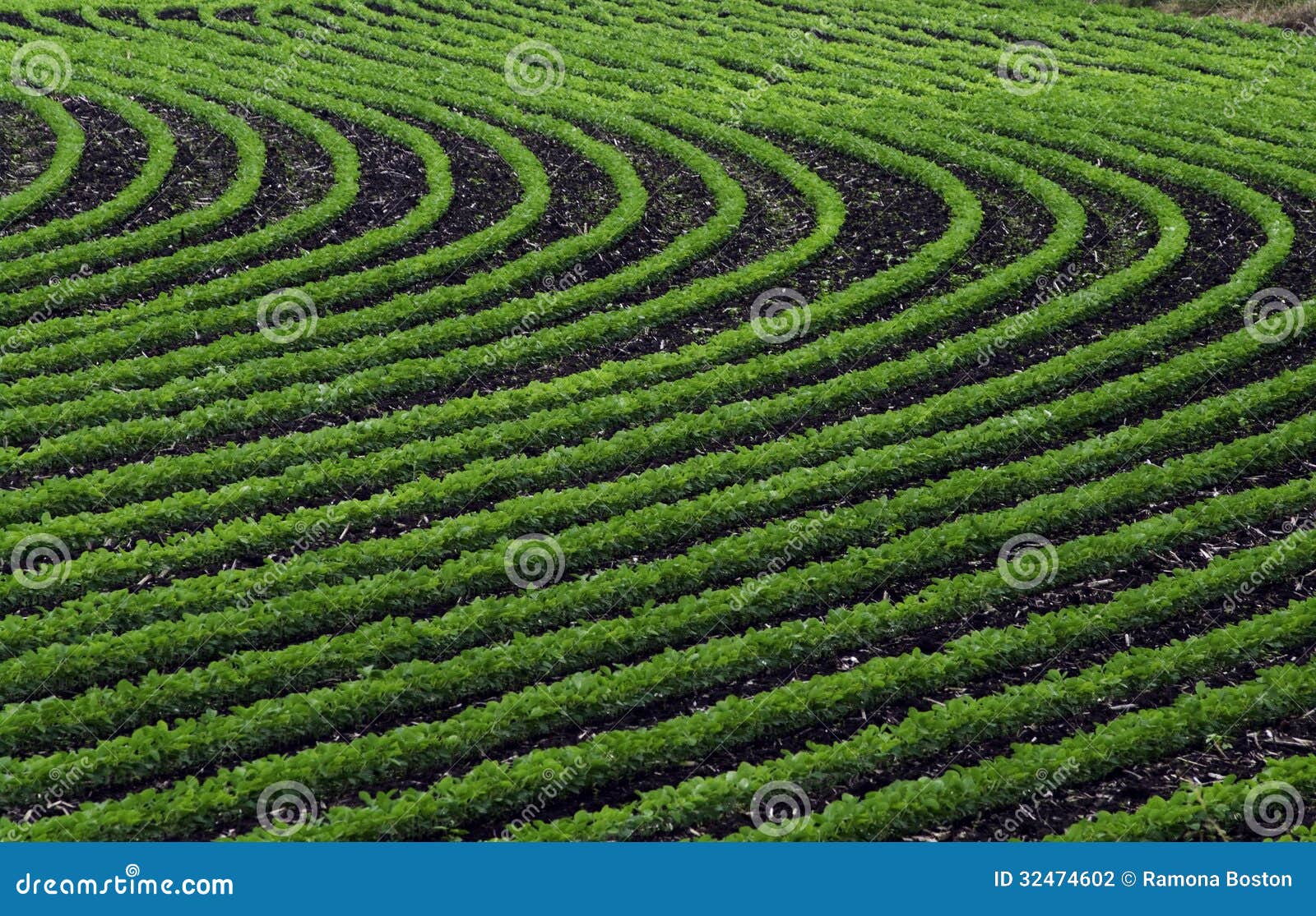 Curved Rows Of Young Soybean Royalty-Free Stock Image | CartoonDealer ...