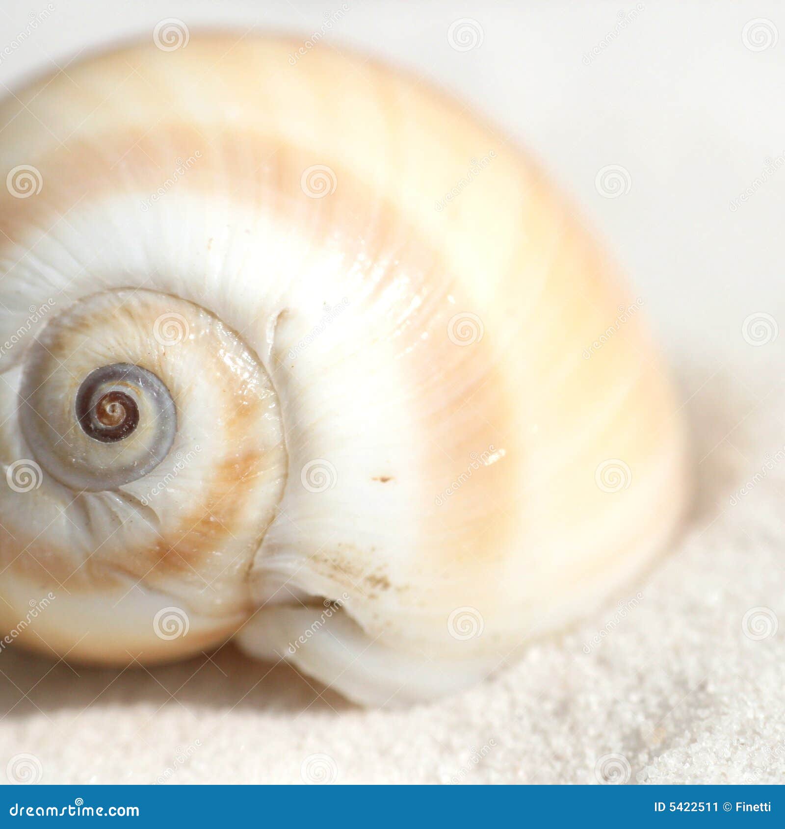 Curved Seashell Picture. Image: 5422511