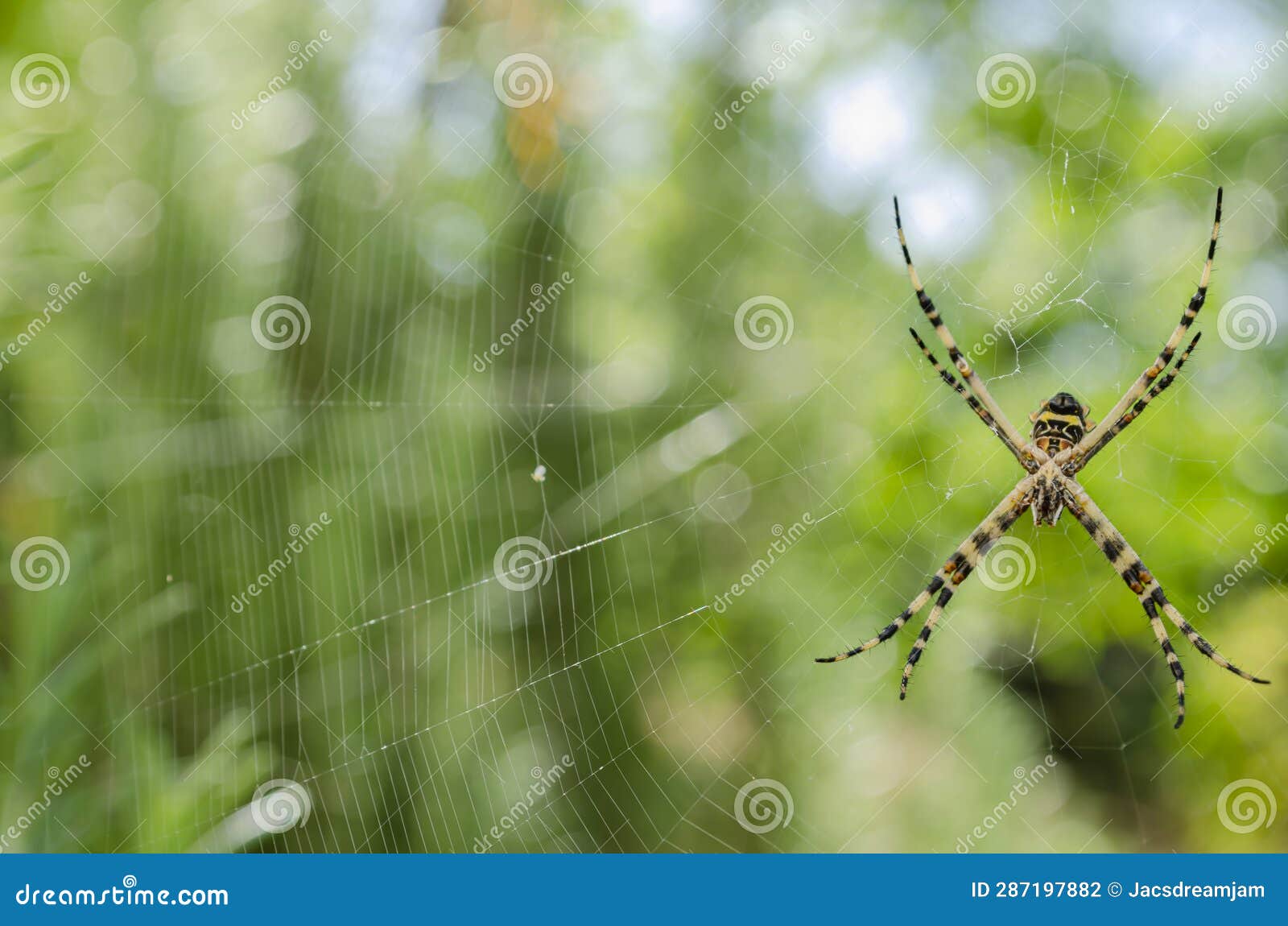Curved Spider Web Line stock photo. Image of araneidae - 287197882