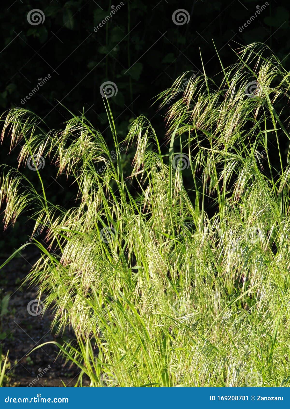 Curved Spikelets of Drooping Brome or Cheatgrass Stock Image - Image of ...