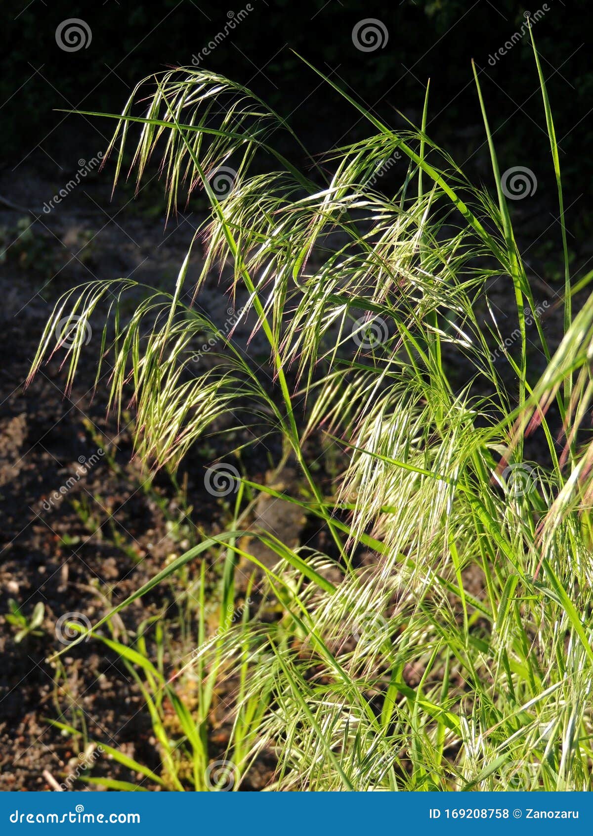 Curved Spikelets Of Drooping Brome Or Cheatgrass Royalty-Free Stock ...