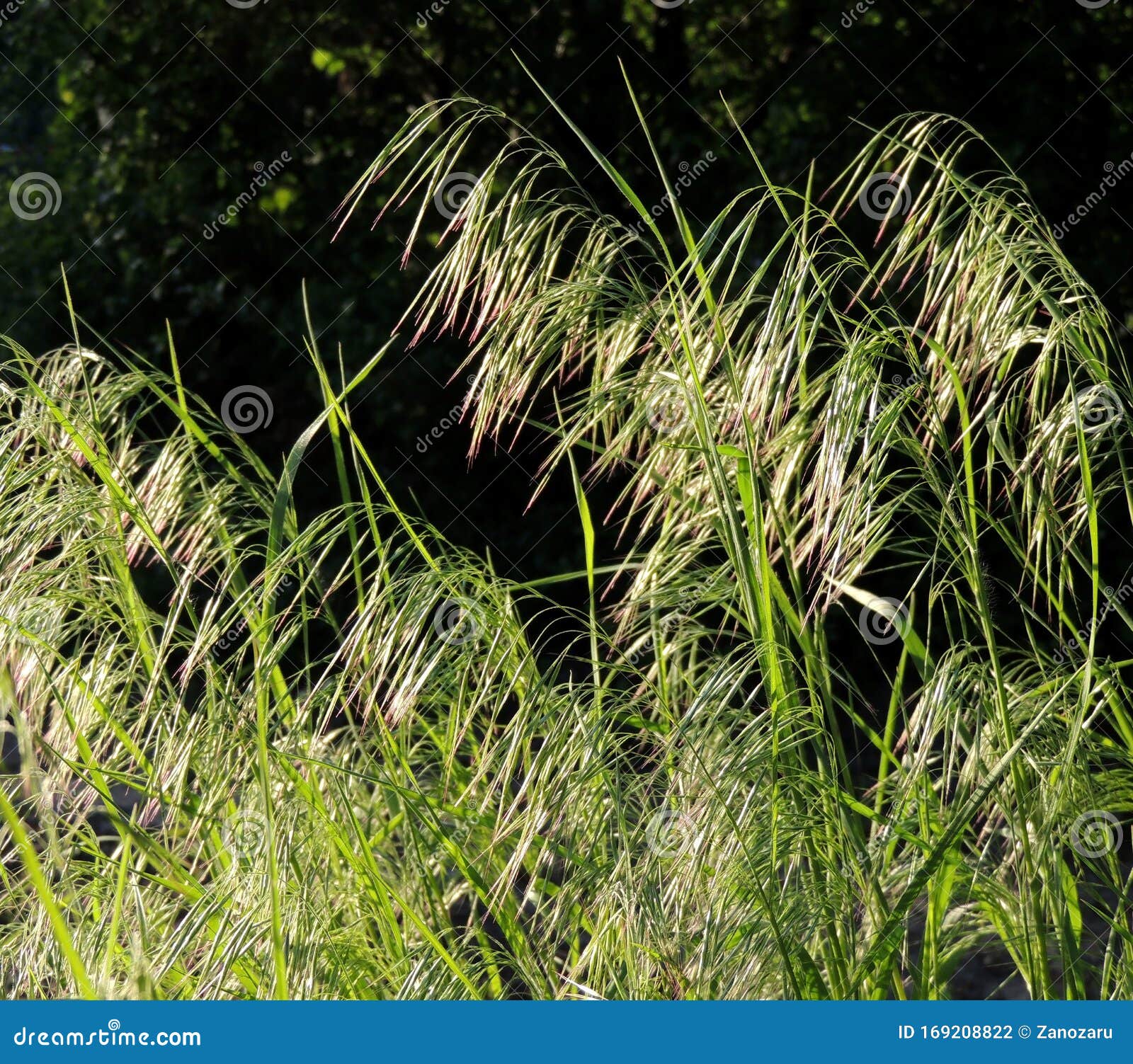Curved Spikelets Of Drooping Brome Or Cheatgrass Royalty-Free Stock ...
