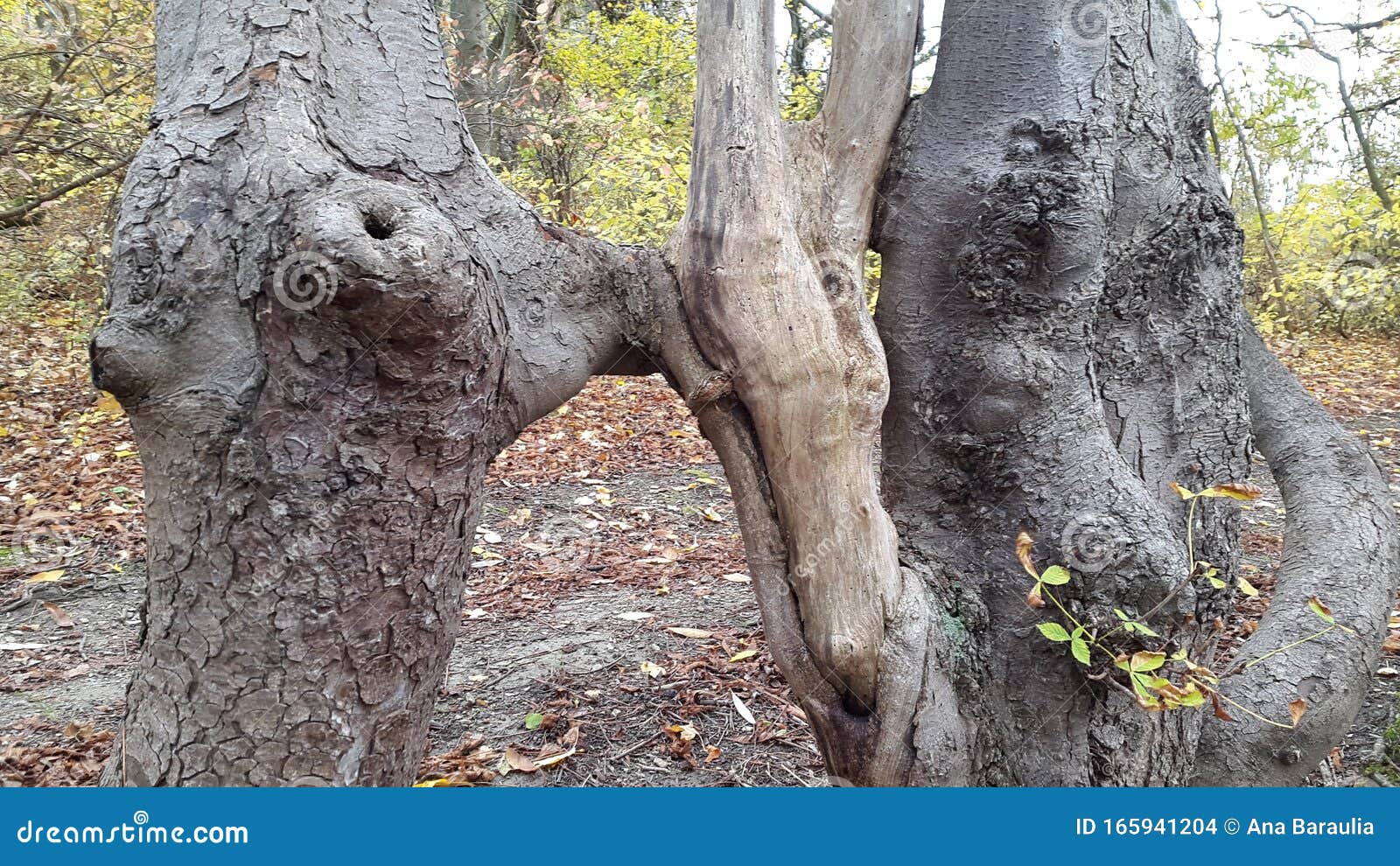 Curved Strange Weird Trees Forest Reserve in Austrian Alps Stock Photo ...