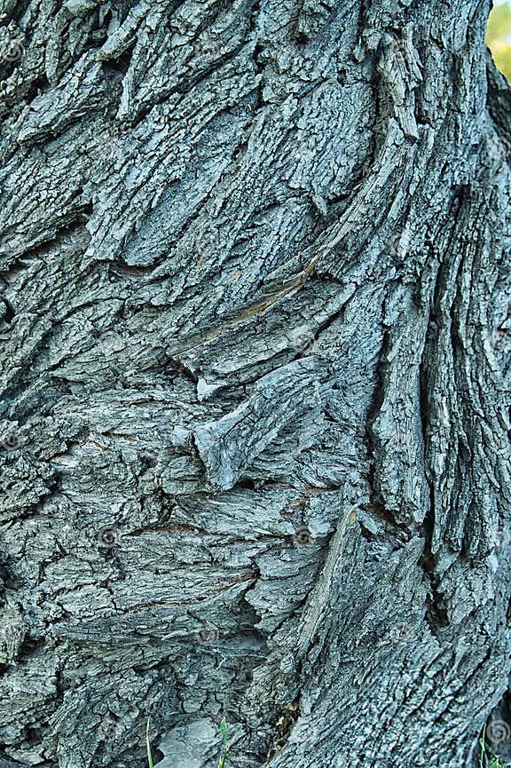 Curved Swirling Tree Bark on a Large Tree Stock Photo - Image of large ...