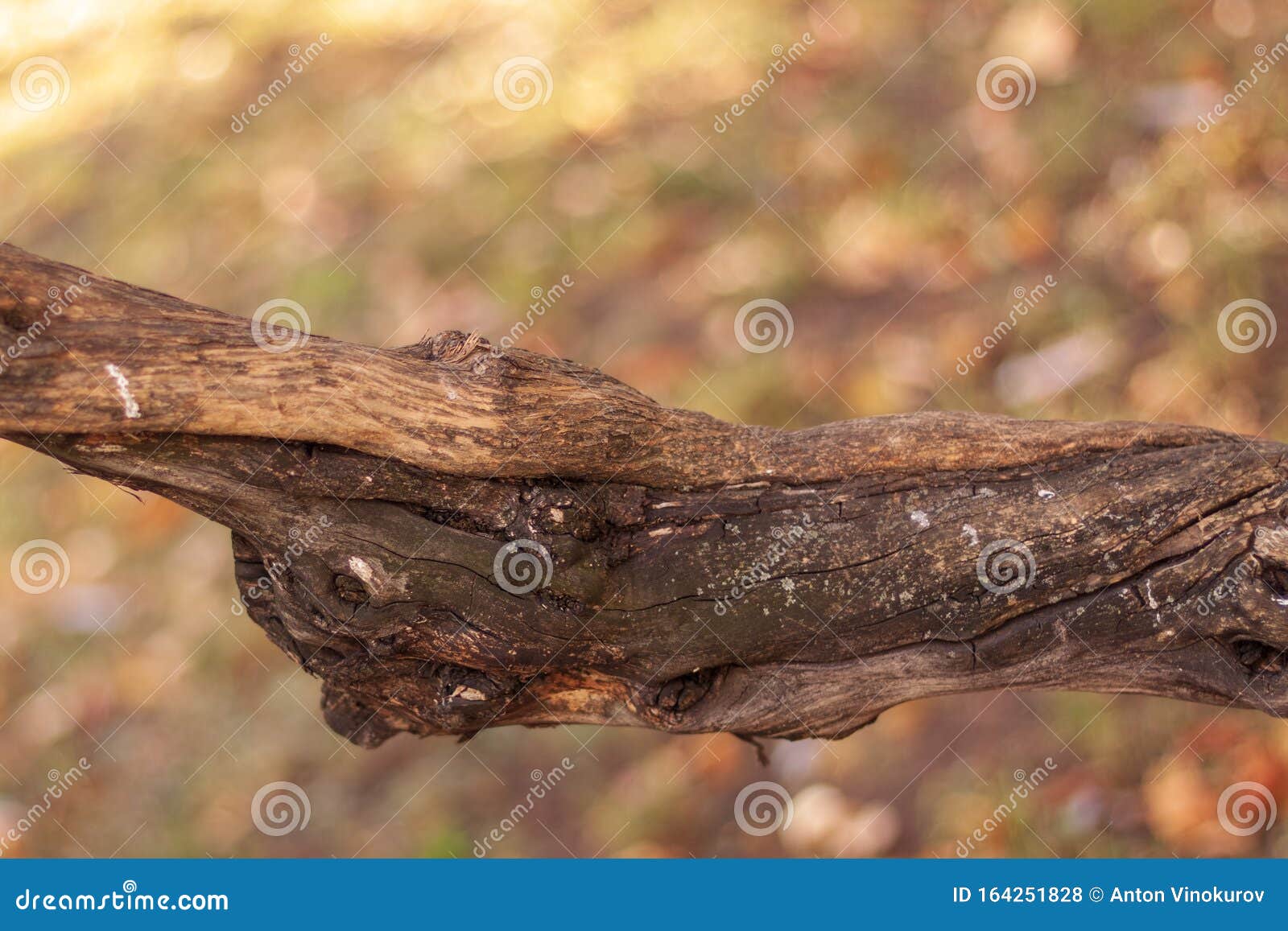 Curved Thin Tree Trunk, on a Blurred Background Stock Photo - Image of ...