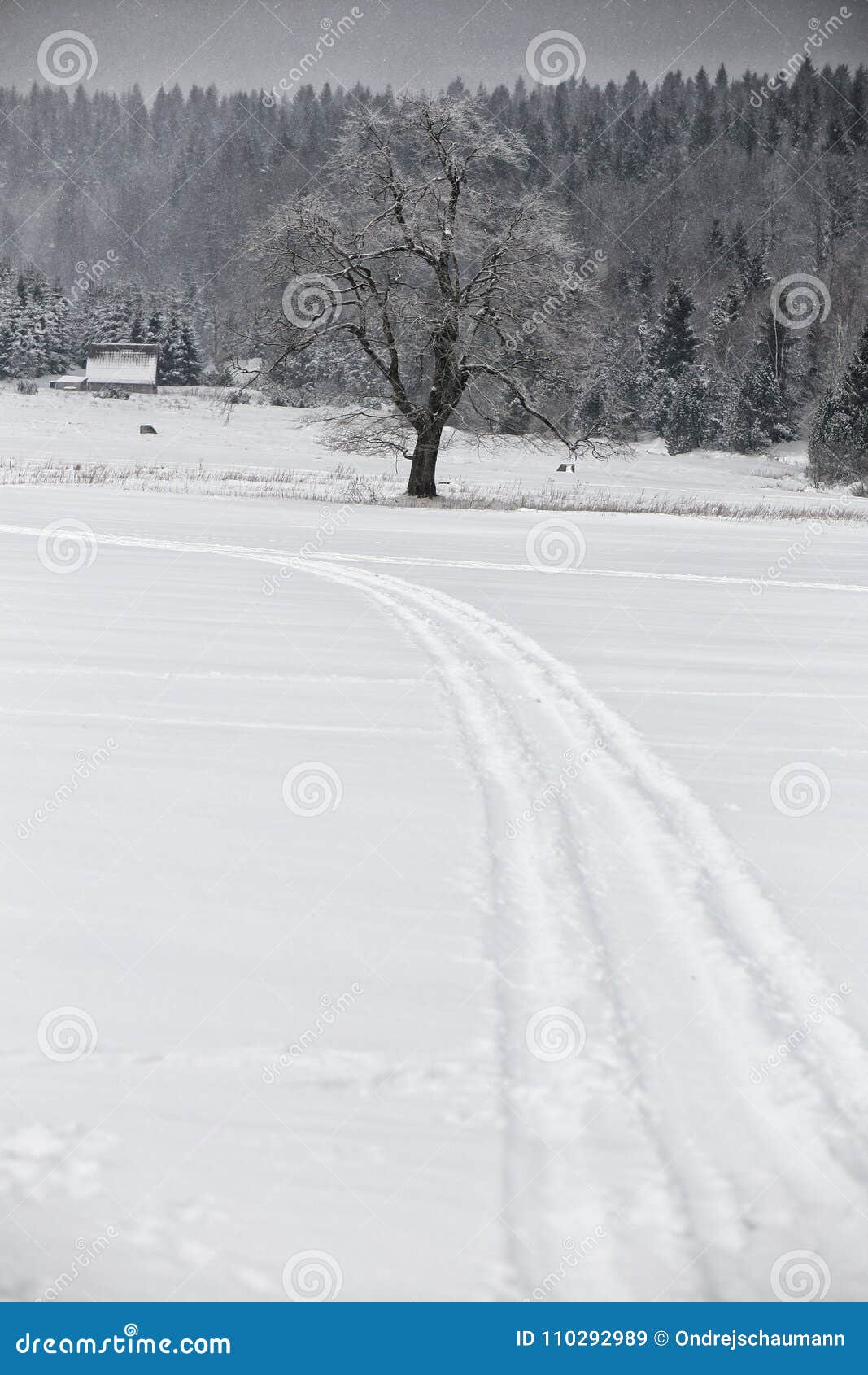 Curved Track in Snow on the Field Around the Single Tree Stock Image ...