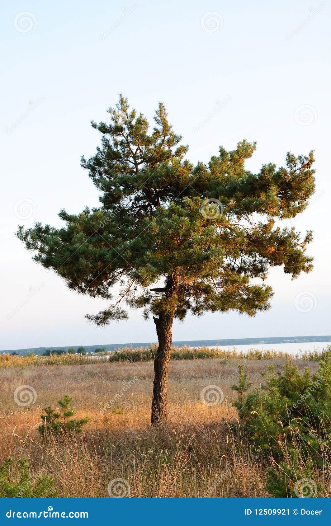 Curved tree stock image. Image of autumn, curved, nature - 12509921