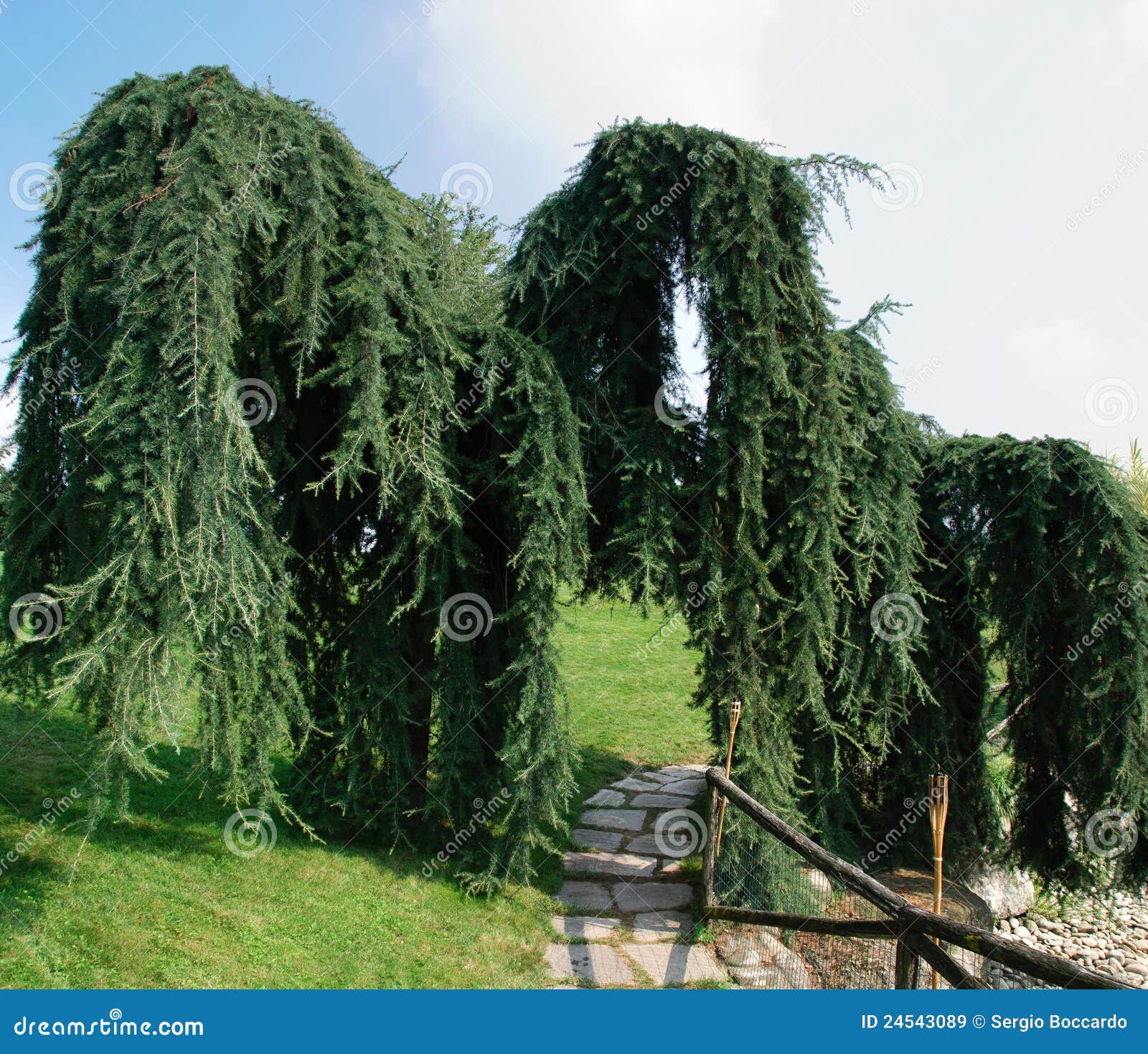 Curved tree stock image. Image of nature, vegetation - 24543089