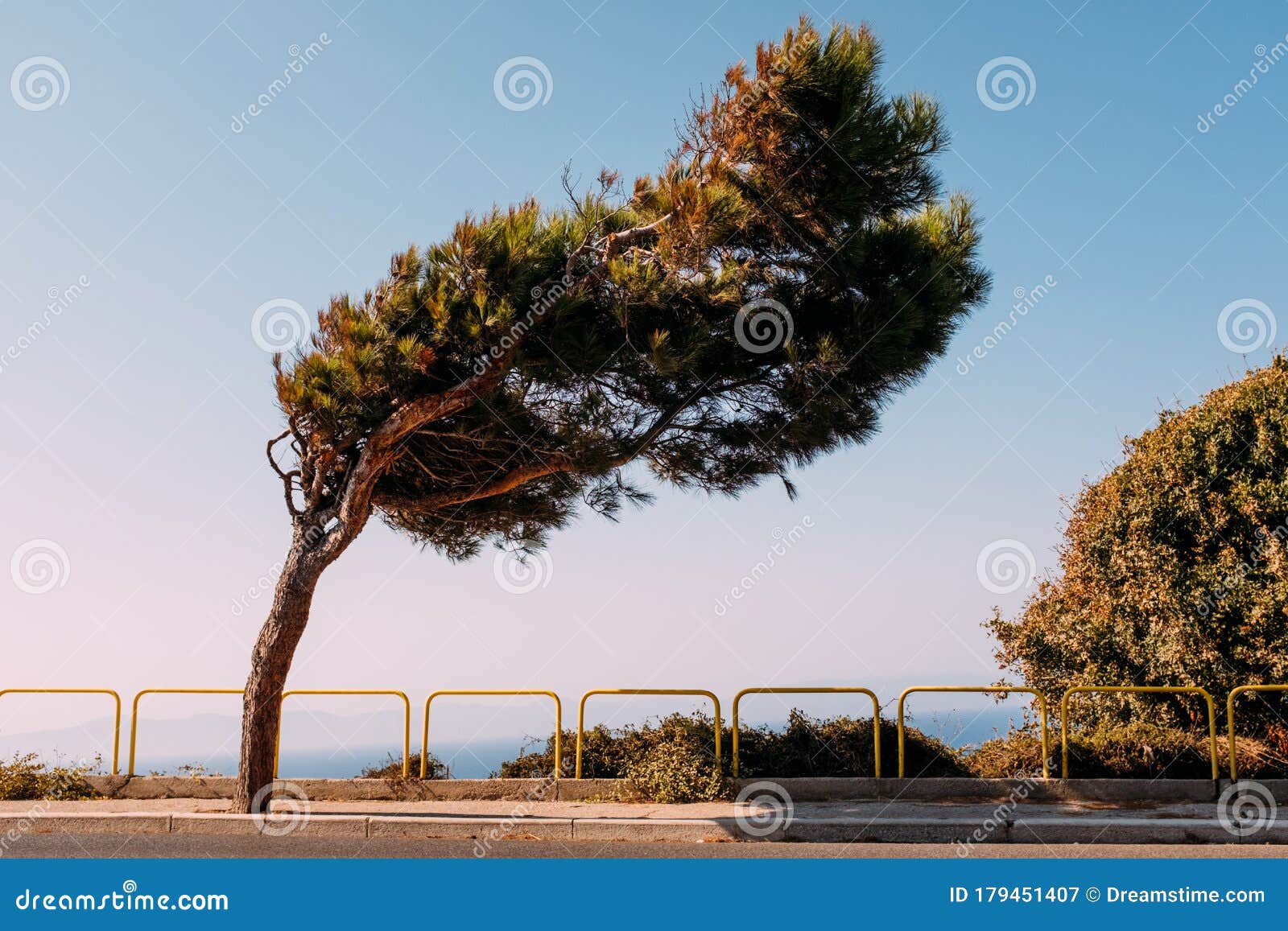 Curved tree along the road stock image. Image of greece - 179451407