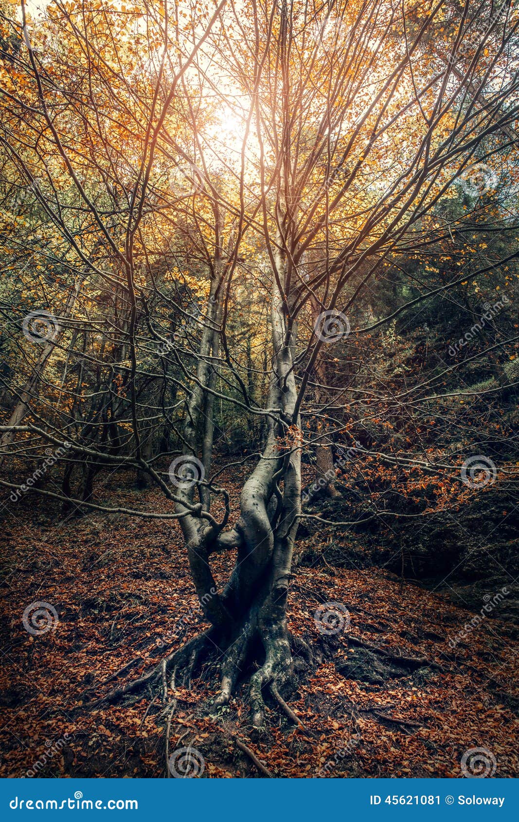 Curved Tree Royalty-Free Stock Image | CartoonDealer.com #91084648