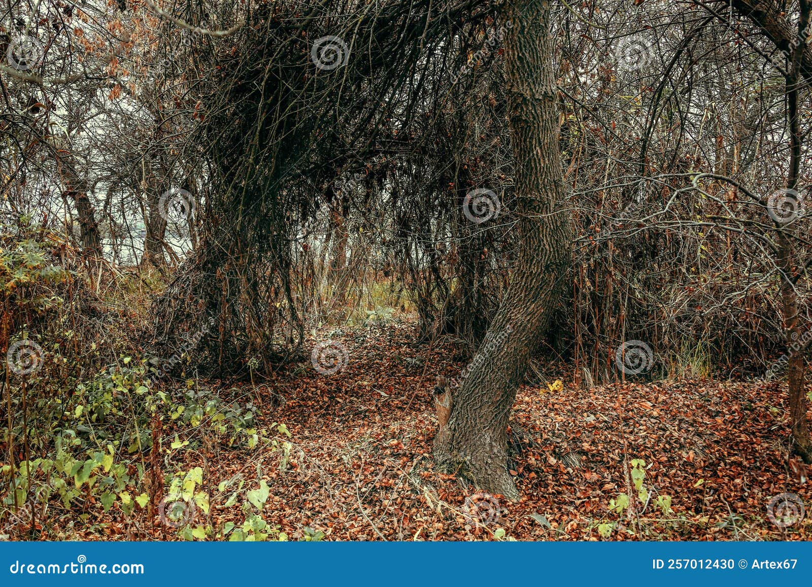 Curved Tree in Autumn Thickets Stock Photo - Image of nature ...