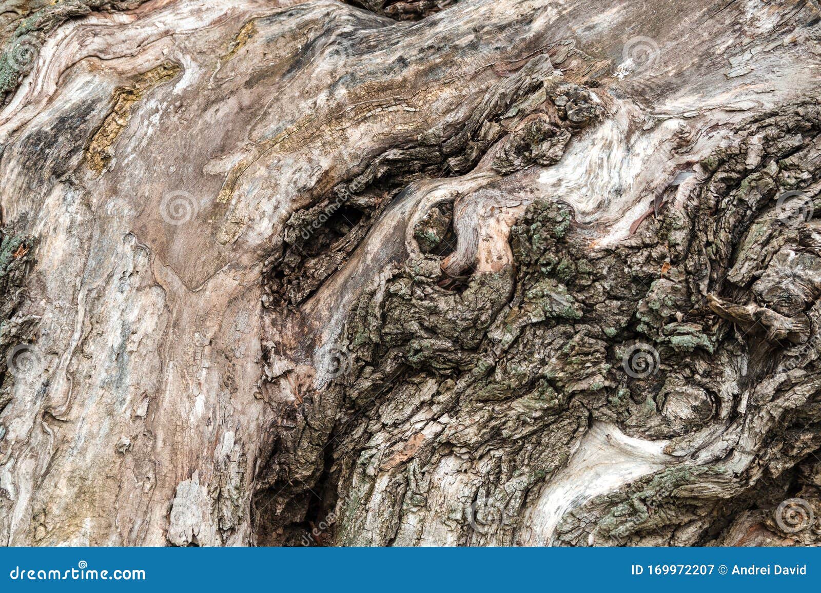 Curved Tree Bark with Unusual Patterns. Old Wood Texture Background ...