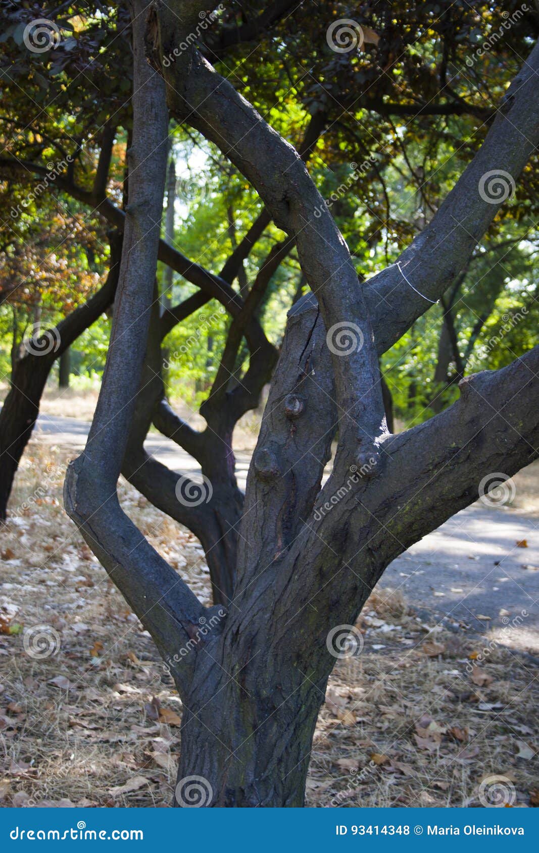 Curved tree branches stock photo. Image of poland, greenery - 93414348