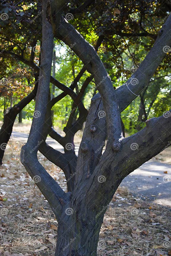 Curved tree branches stock photo. Image of poland, greenery - 93414348