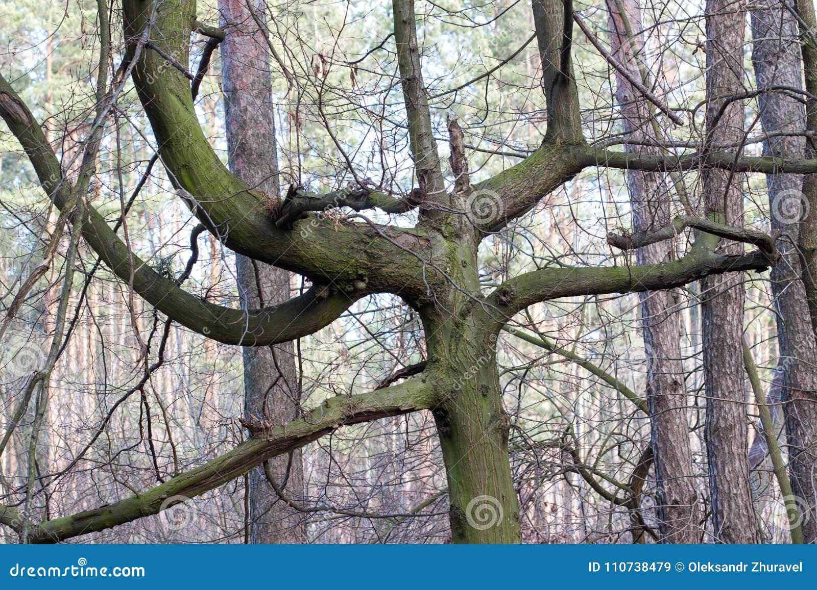 Curved tree branches stock image. Image of colorful - 110738479