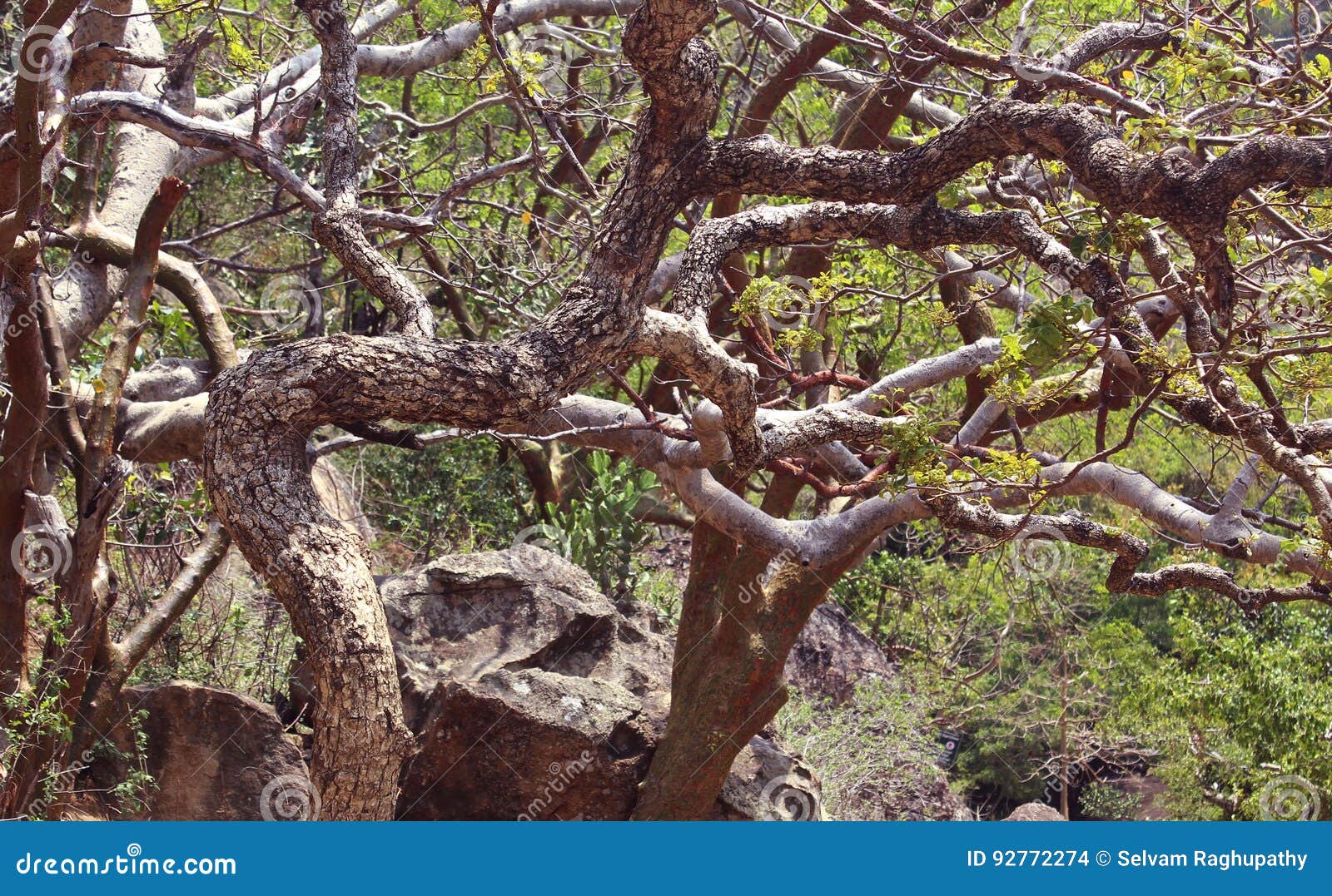 Curved tree branches stock photo. Image of landscape - 92772274