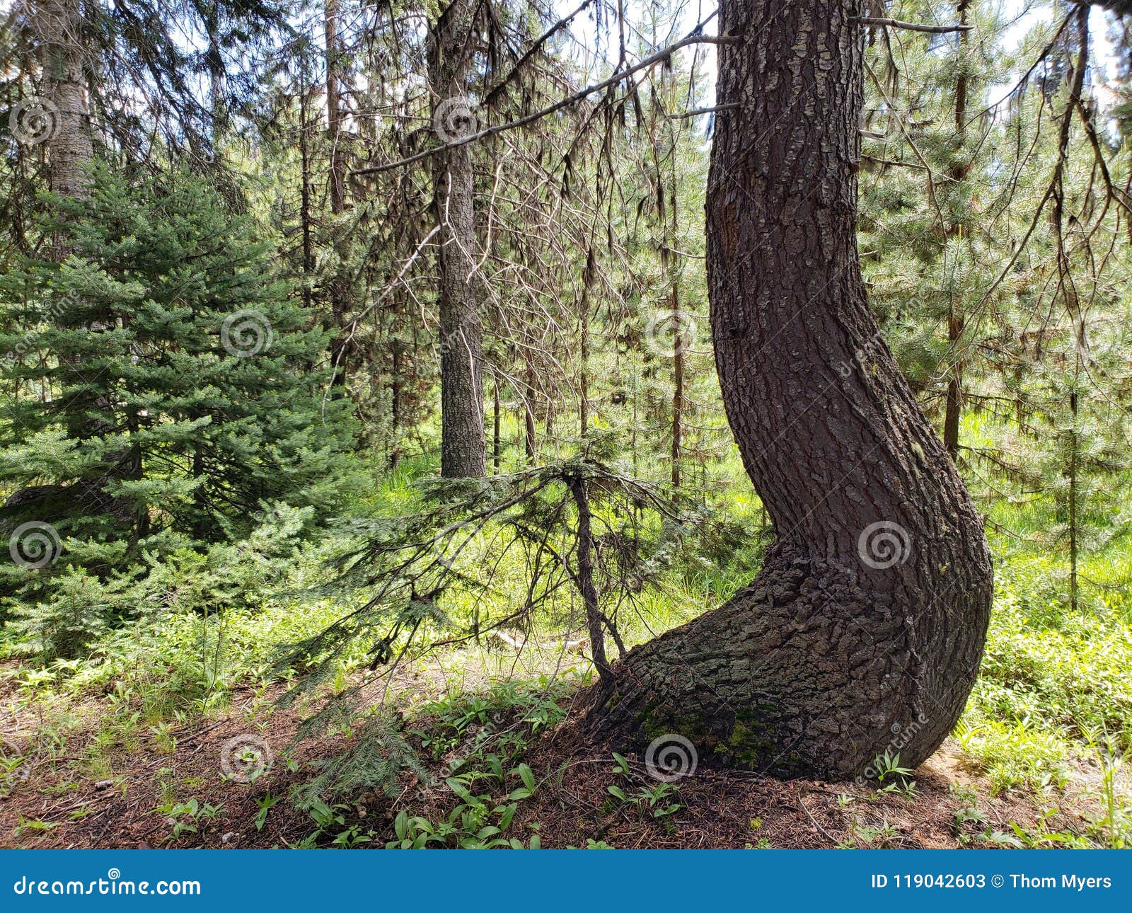 Brent Tree Trunk stock image. Image of central, snow - 119042603