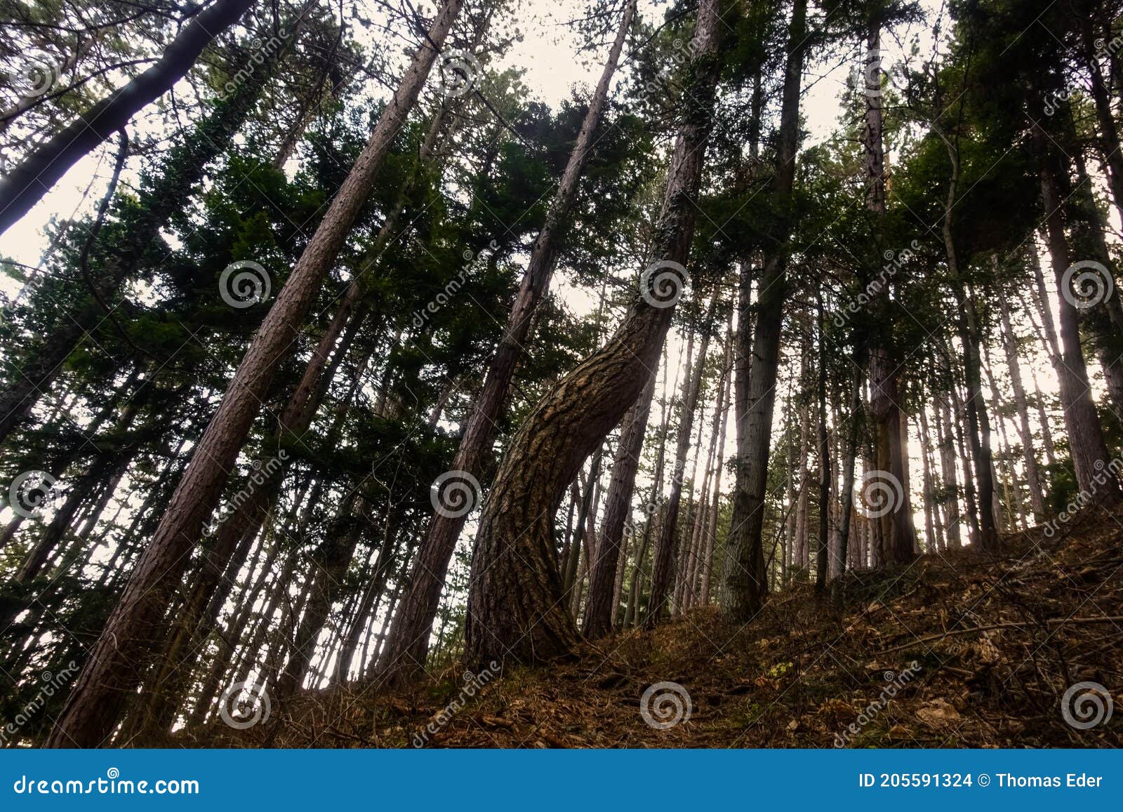 Curved Tree while Hiking in a Forest and Mountains Stock Photo - Image ...