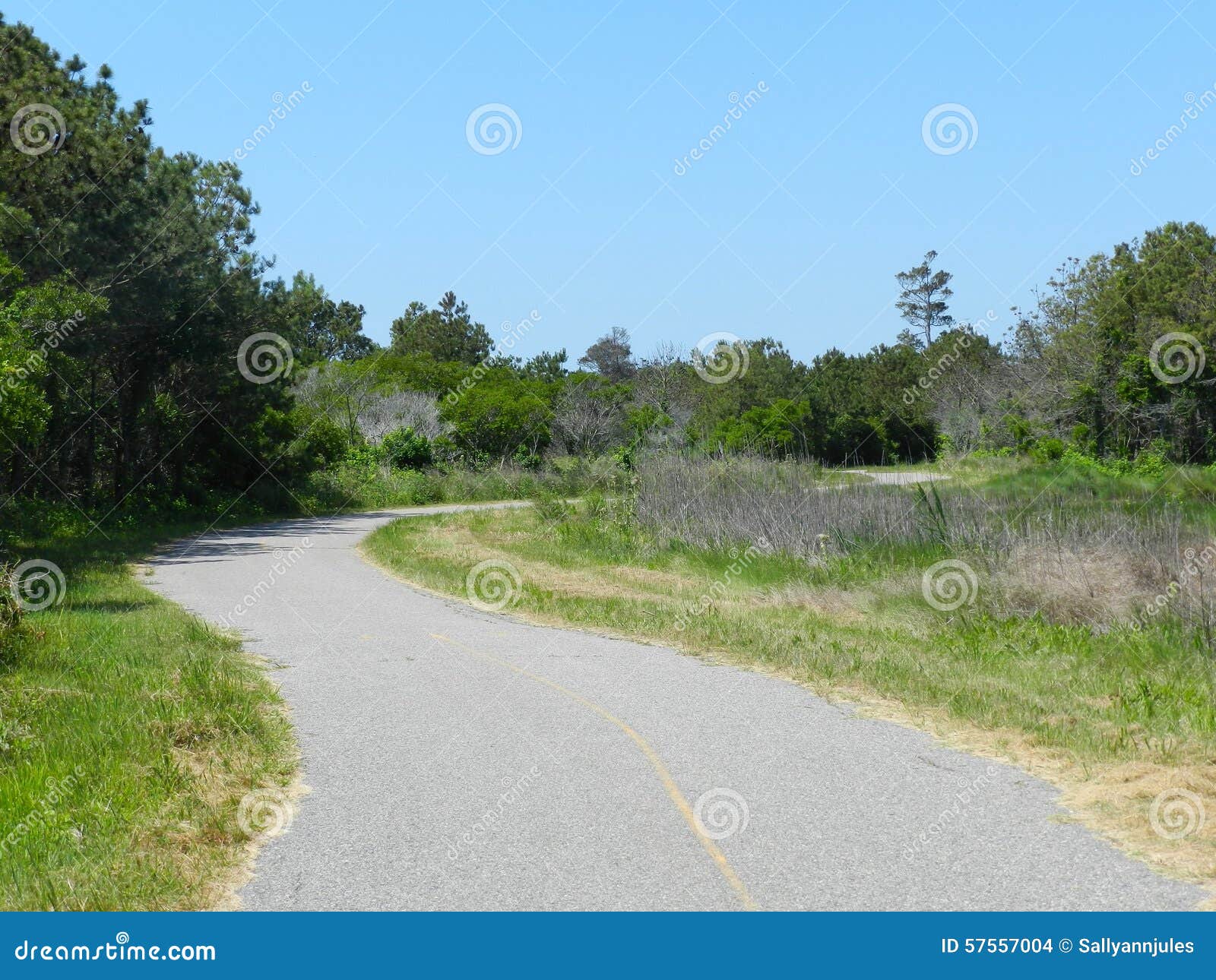 Curved tree lined road stock photo. Image of curved, tree - 57557004