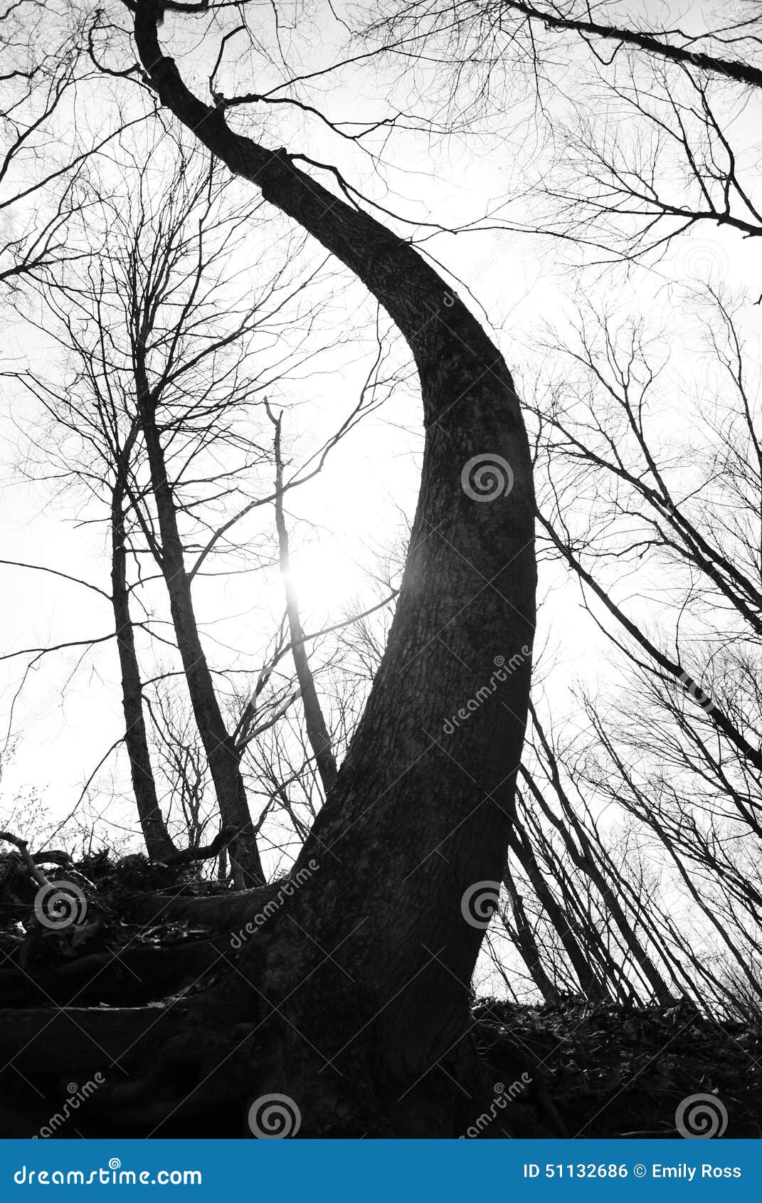 Big Curved Tree Branches With Clear Blue Sky As Background Down View ...