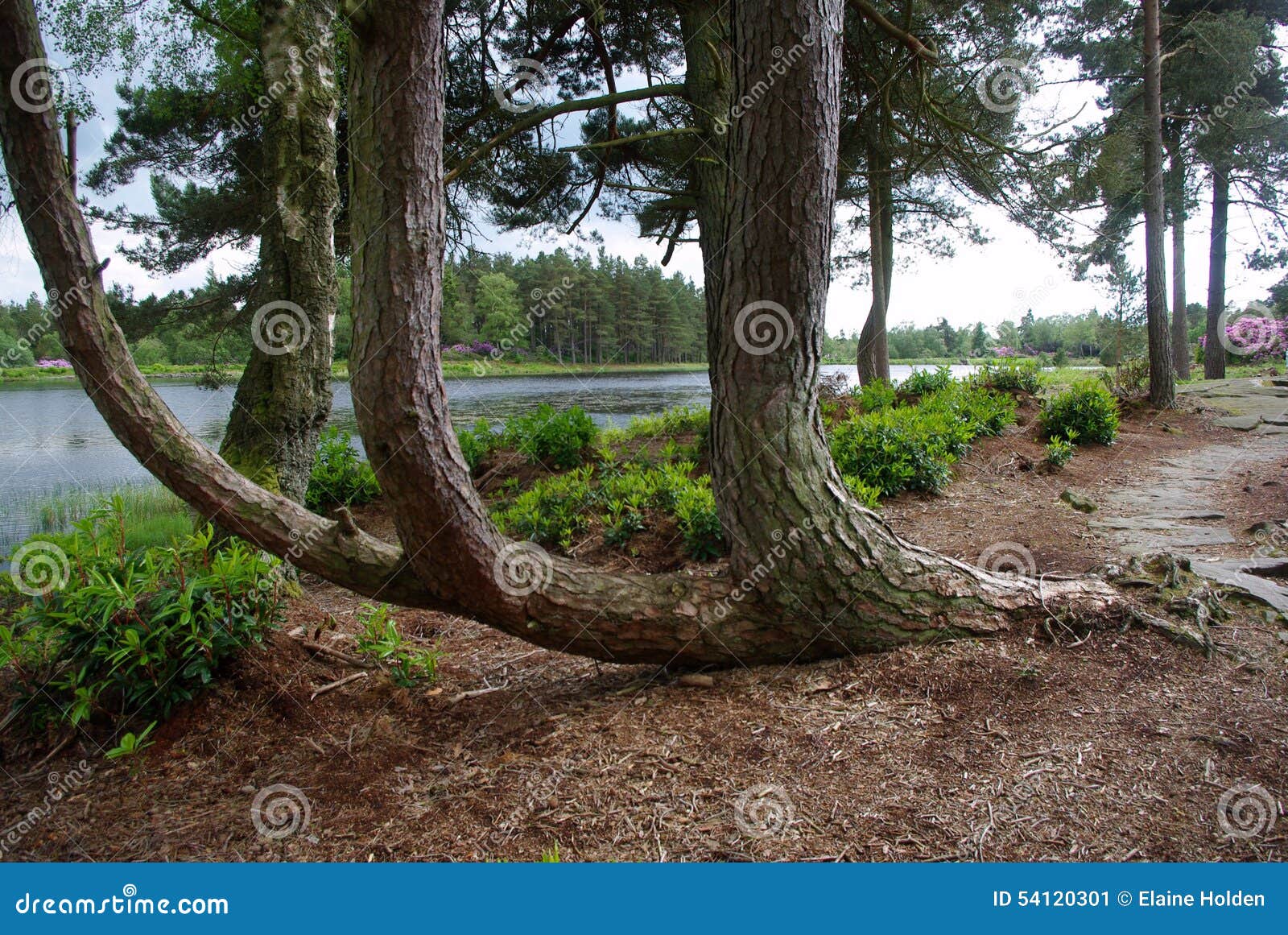 Curved Tree stock image. Image of tree, leaning, falling - 54120301