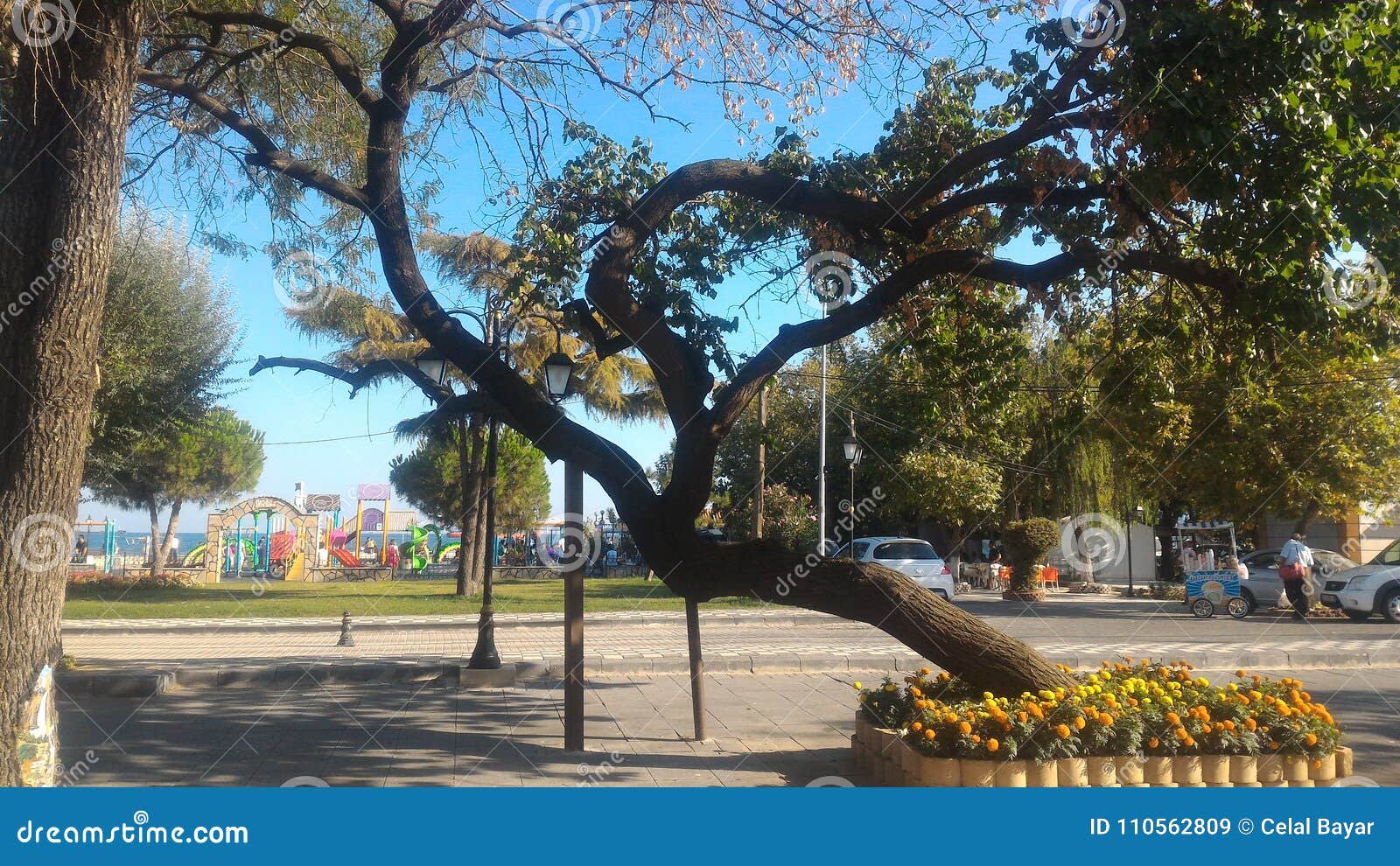 Curved tree editorial stock image. Image of asect, aydaplusmn - 110562809