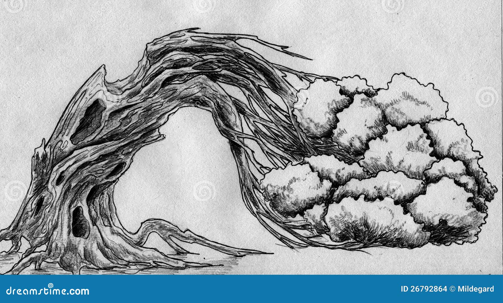 Curved tree sketch stock illustration. Illustration of sketches - 26792864