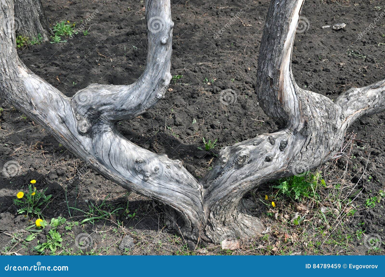 Curved tree trunk stock image. Image of garden, wood - 84789459