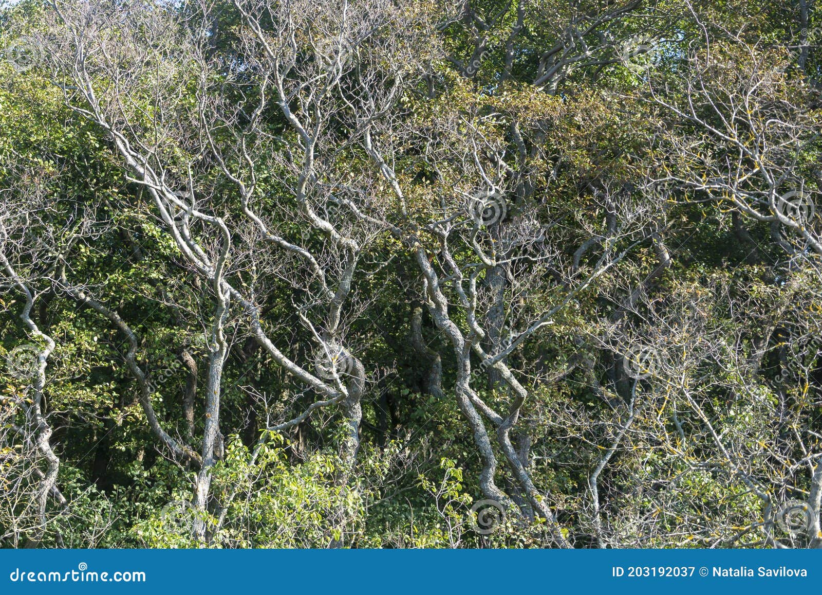 Curved Tree Trunks in the Forest. Stock Image - Image of abstract ...