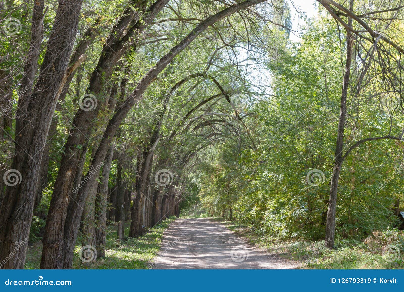Curved Trees Along the Road Stock Image - Image of perspective, blue ...