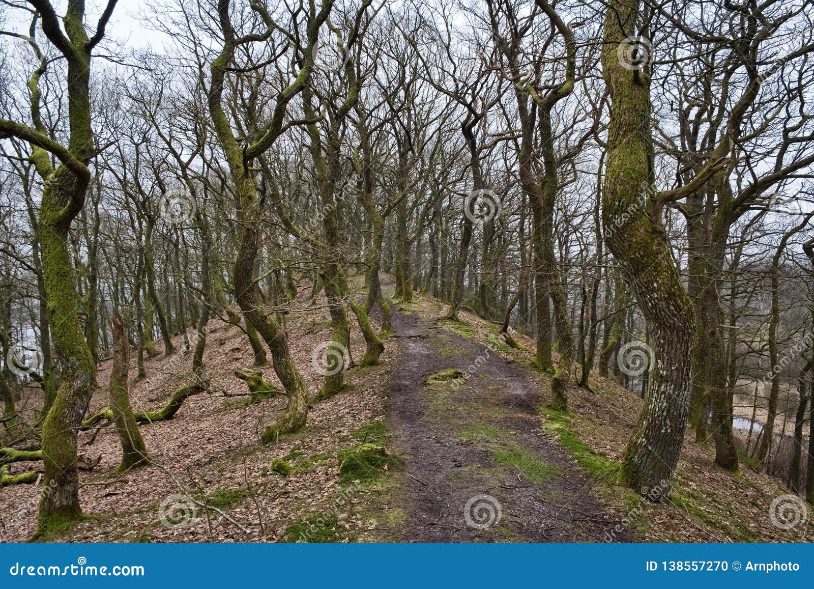 Curved Trees in the Forest stock photo. Image of forest - 138557270