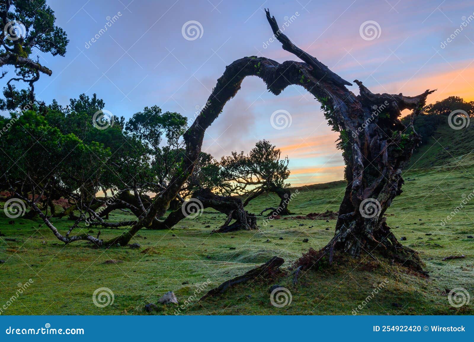 Curved Trees in the Green Meadow at Sunset. Stock Photo - Image of ...