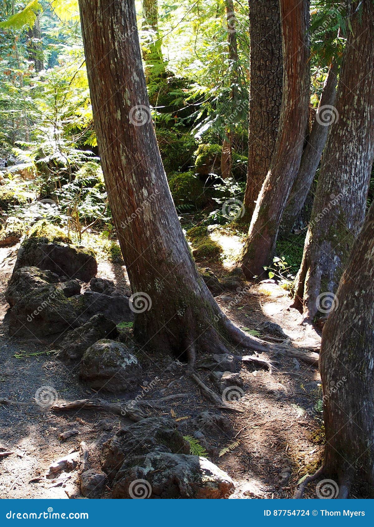 Curved Trees in Oregon Forest Stock Photo - Image of bend, pacific ...