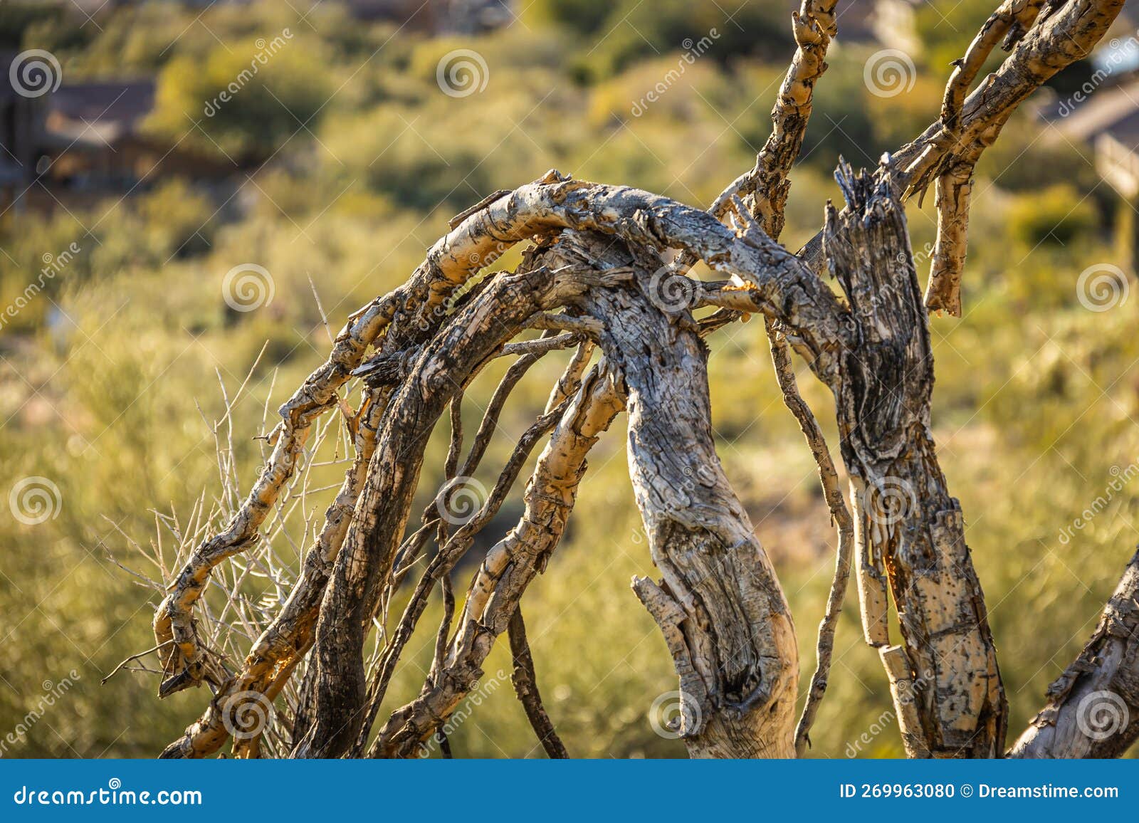 The Curved Trunk and Branches of a Dead Tree Stock Photo - Image of ...
