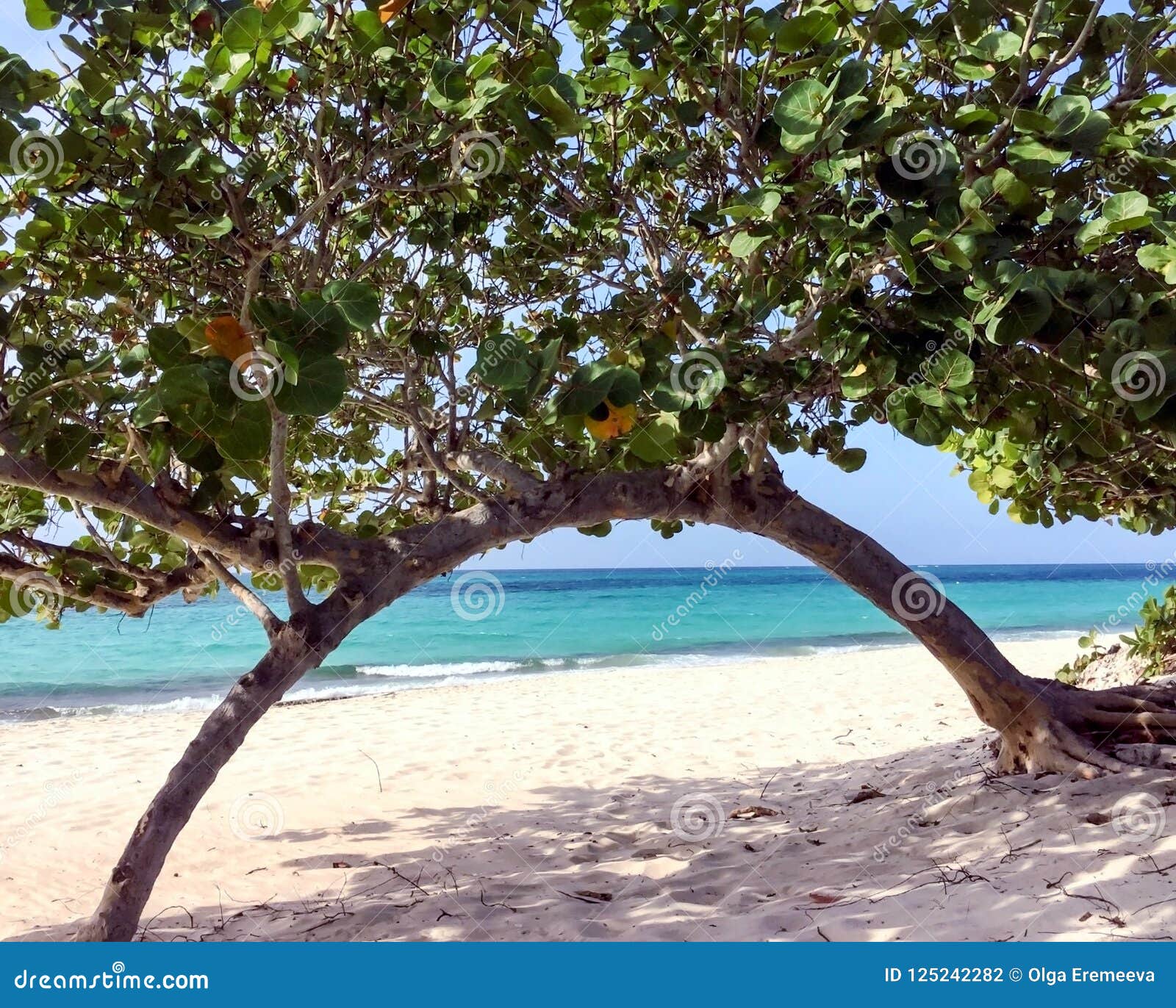 Curved Trunk of Green Tree on White Sand Tropical Beach Stock Photo ...
