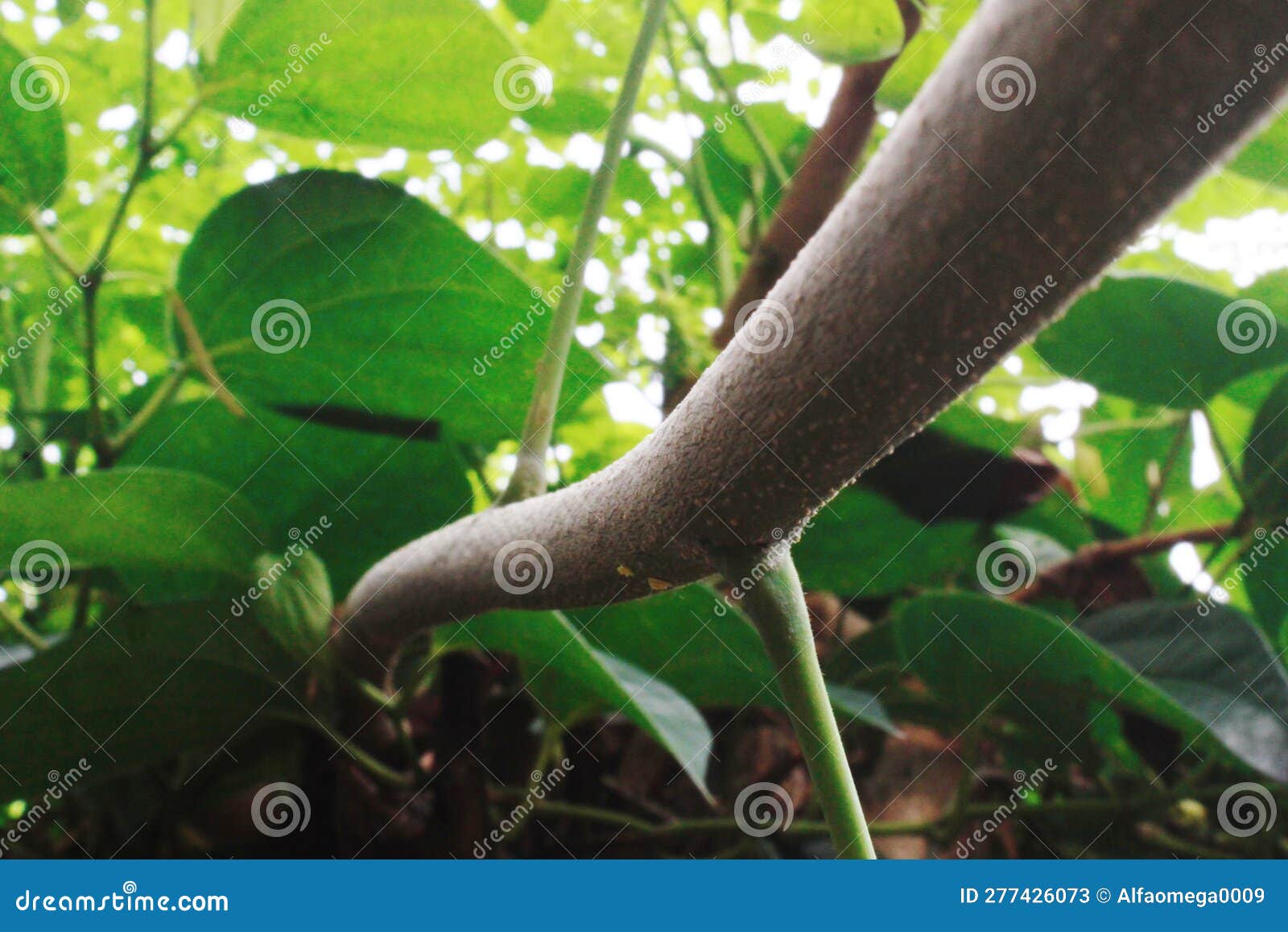 Curved Trunk of Moringa Tree between Blurry Betel Leaf Stock Image ...