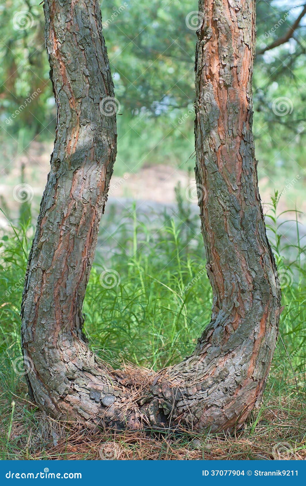 Curved trunk of a pine. stock photo. Image of light, closeup - 37077904