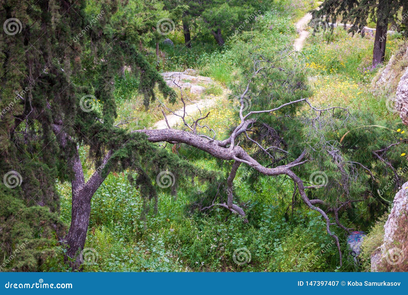 Curved, Twisted Old Pine Tree in Athens Stock Image - Image of twisted ...
