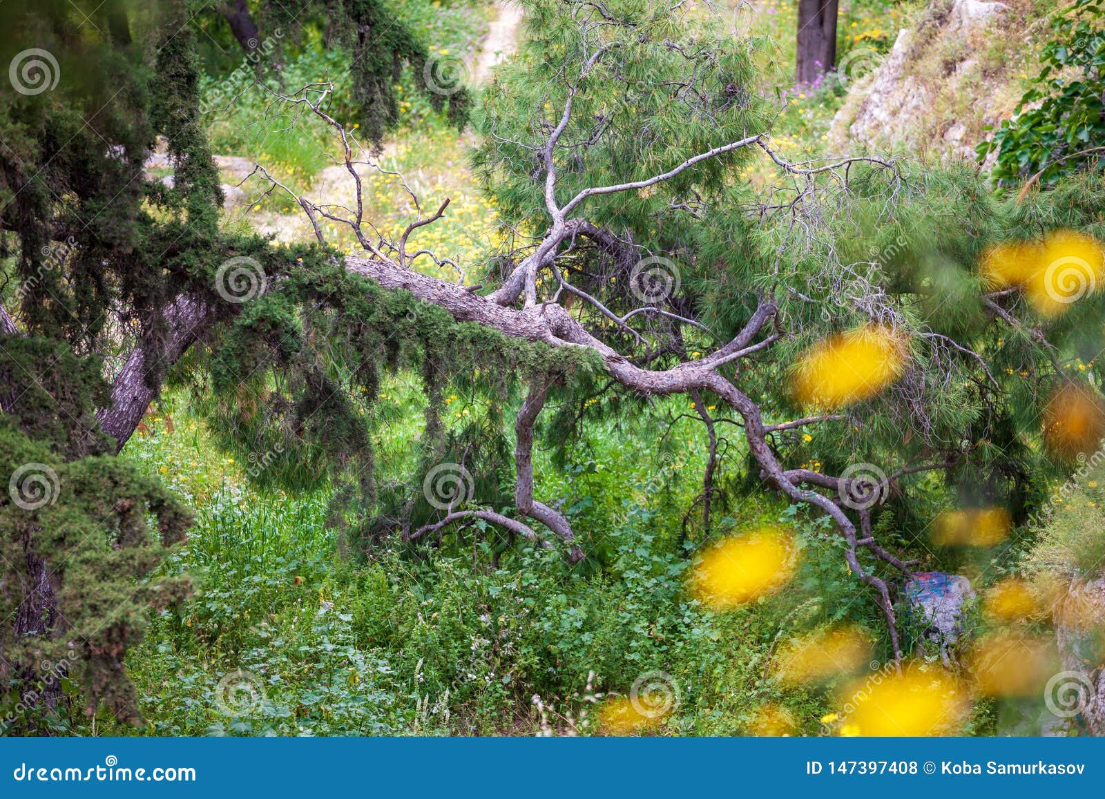 Curved, Twisted Old Pine Tree in Athens Stock Photo - Image of green ...